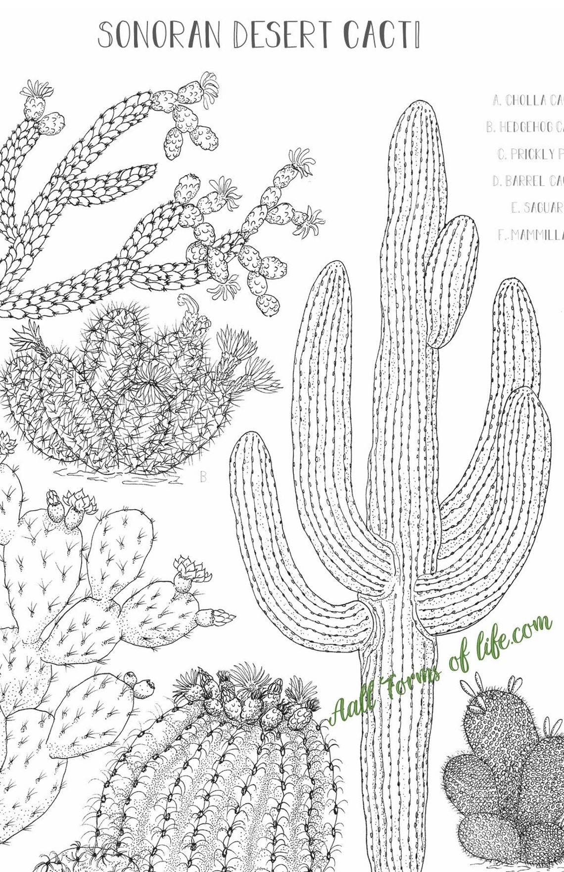 Sonoran Desert Cacti, Cactus Art Print, Scientific Illustration Plate ...