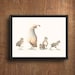 Patient Quail- Scientific Illustration- Quail Family- Funny Desert ...