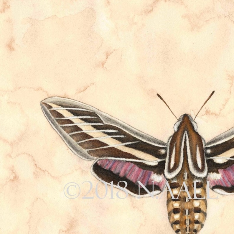 Sphinx Moth Scientific Illustration Art Print, Moth Art, Colorful ...