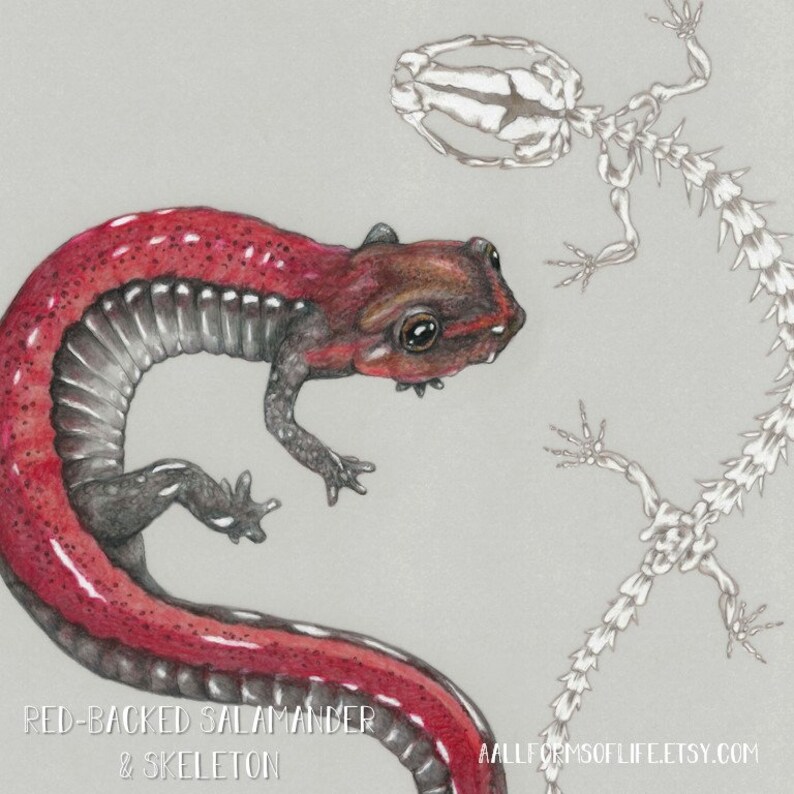 Red-backed Salamander Art Print, Plethodon Cinereus Scientific ...