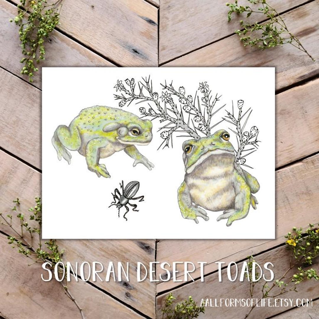 Desert Toads and Pinacate Beetle Art Print, Sonoran Desert Toad ...