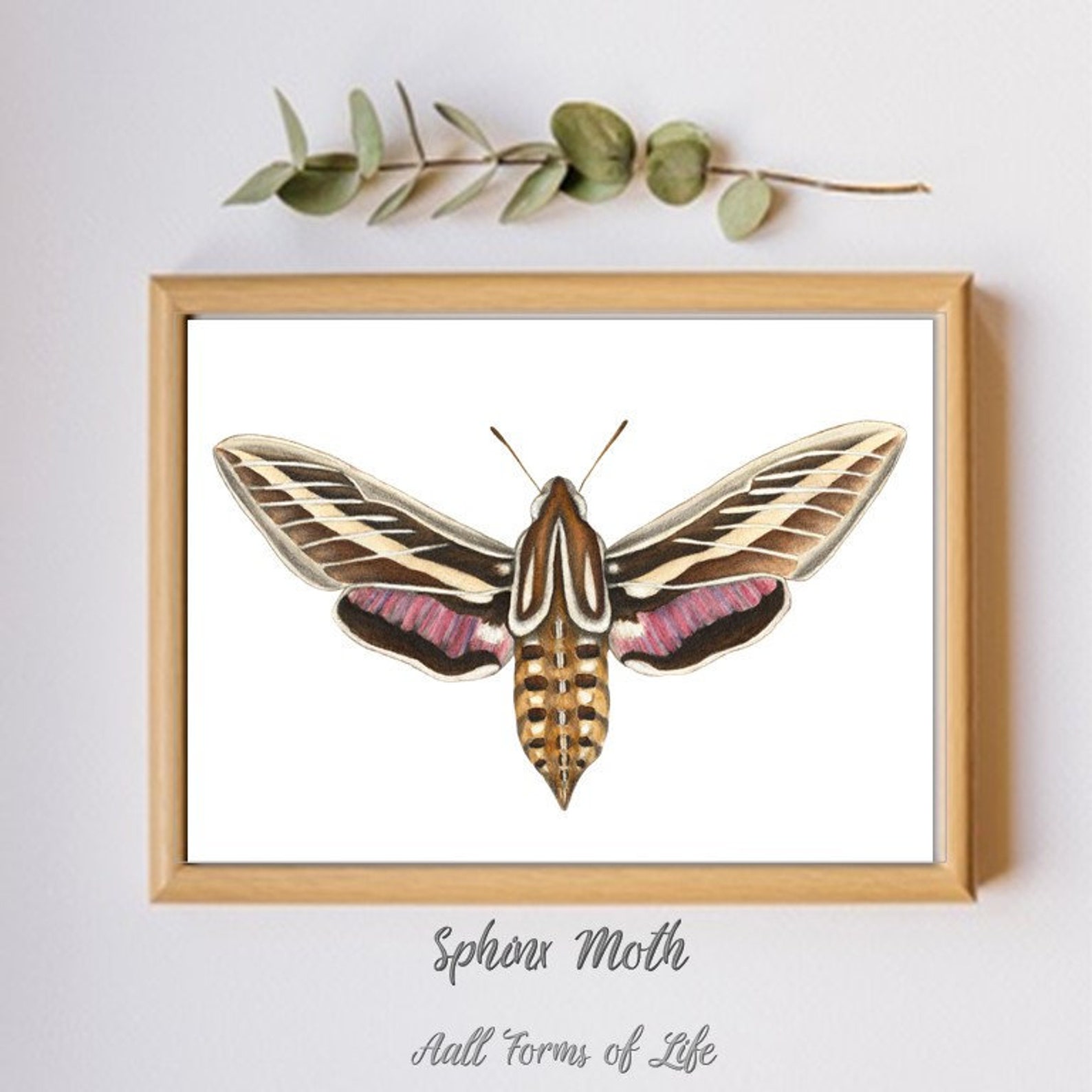 Sphinx Moth Scientific Illustration Art Print, Moth Art, Colorful ...