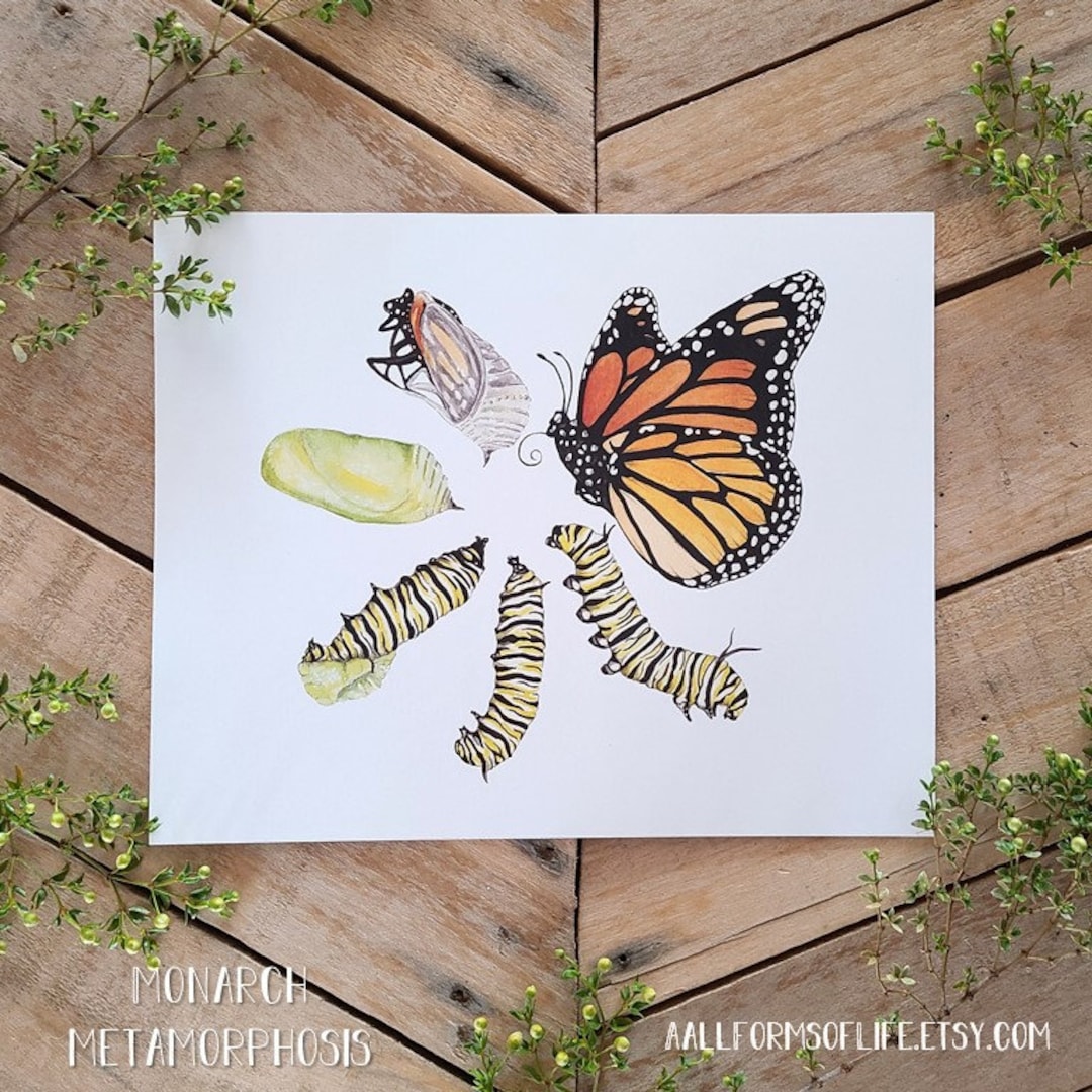 Monarch Metamorphosis Art Print, Monarch Butterfly Illustration ...