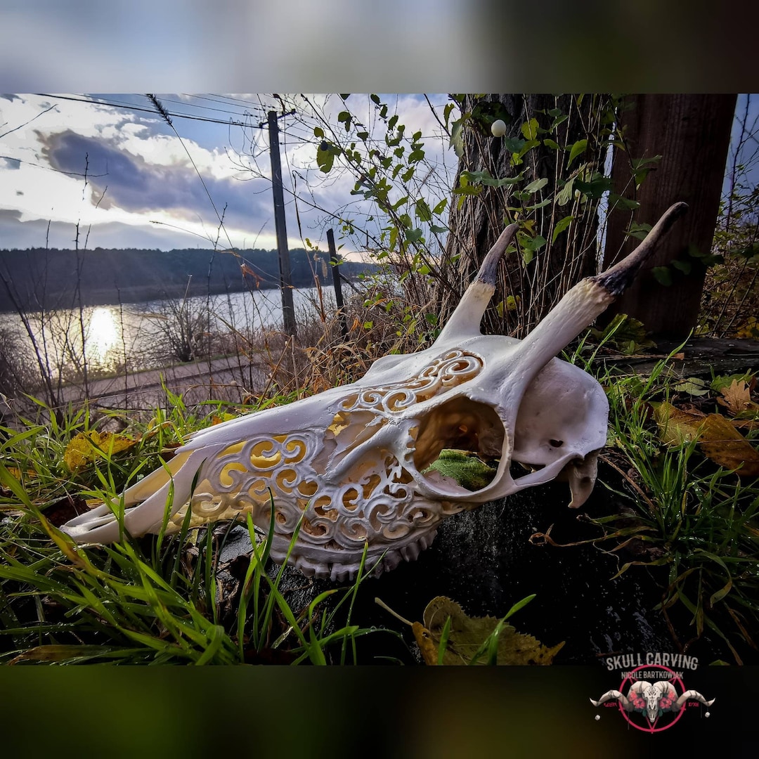 Carved Deer Skull: European Mount With Floral Engraving - Etsy