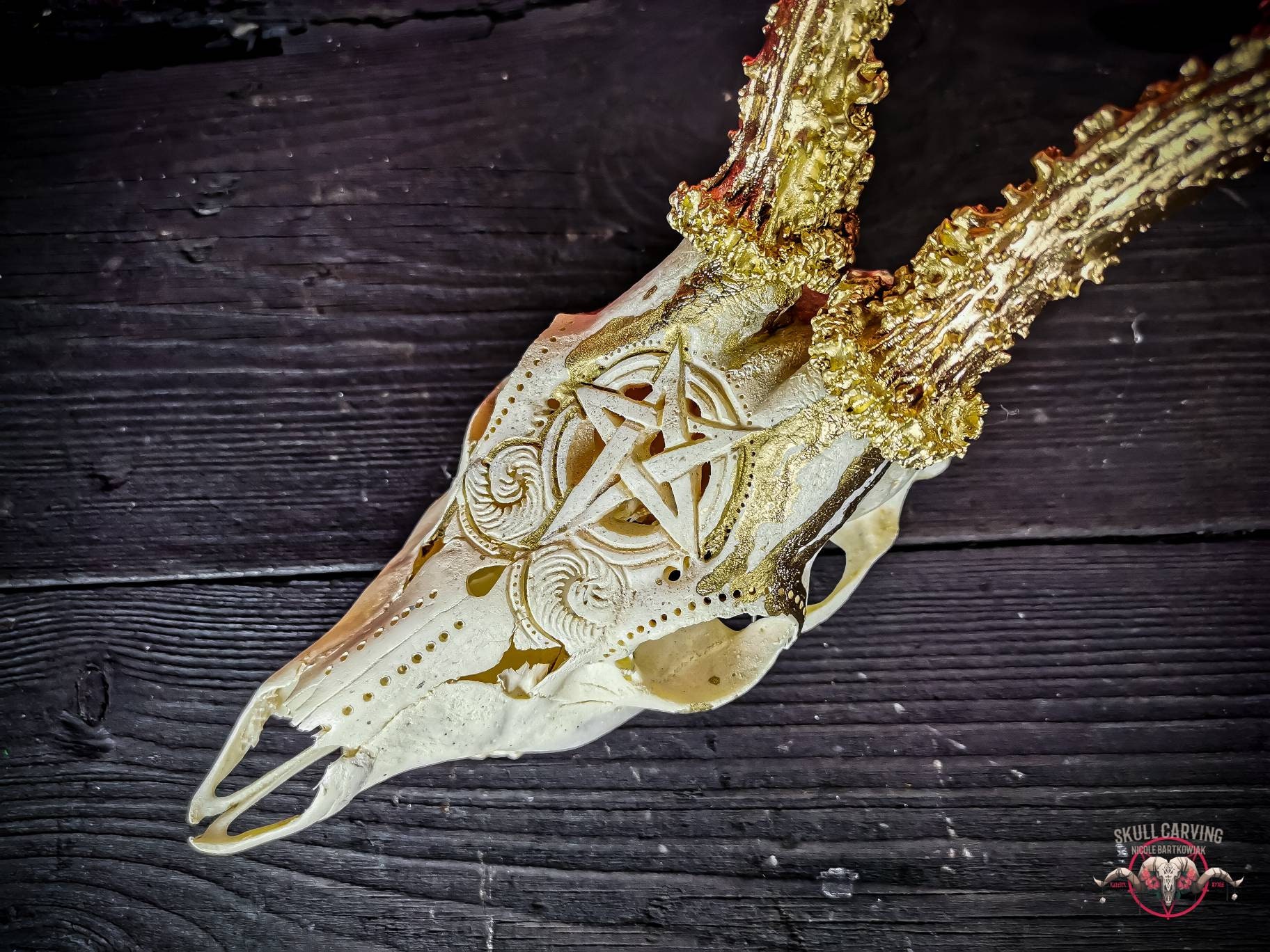 Made to order Roe deer skull engraved huge impressive pentacle | Etsy