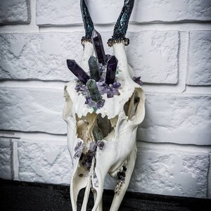 Made to Order Real Roe Deer Skull With Amethyst Crystals Stones Gift ...