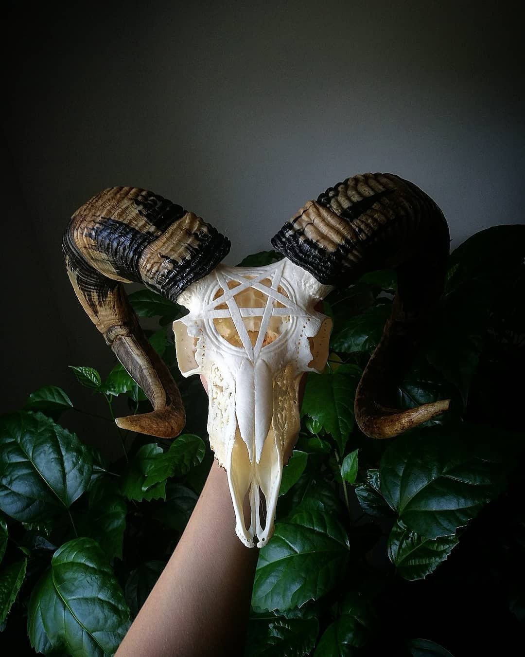 Engraved Ram Skull With Horns: Pentagram Satanic Gothic Decor - Etsy
