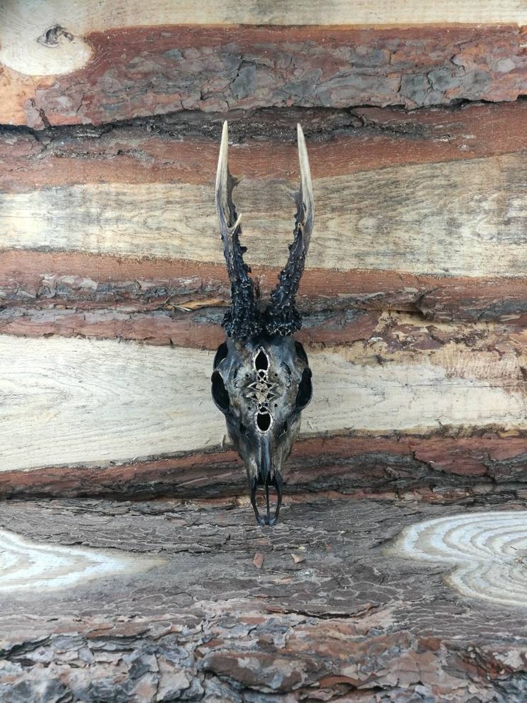 MADE TO ORDER Real Roe Deer Skull With Engraved Design Painted Patina ...