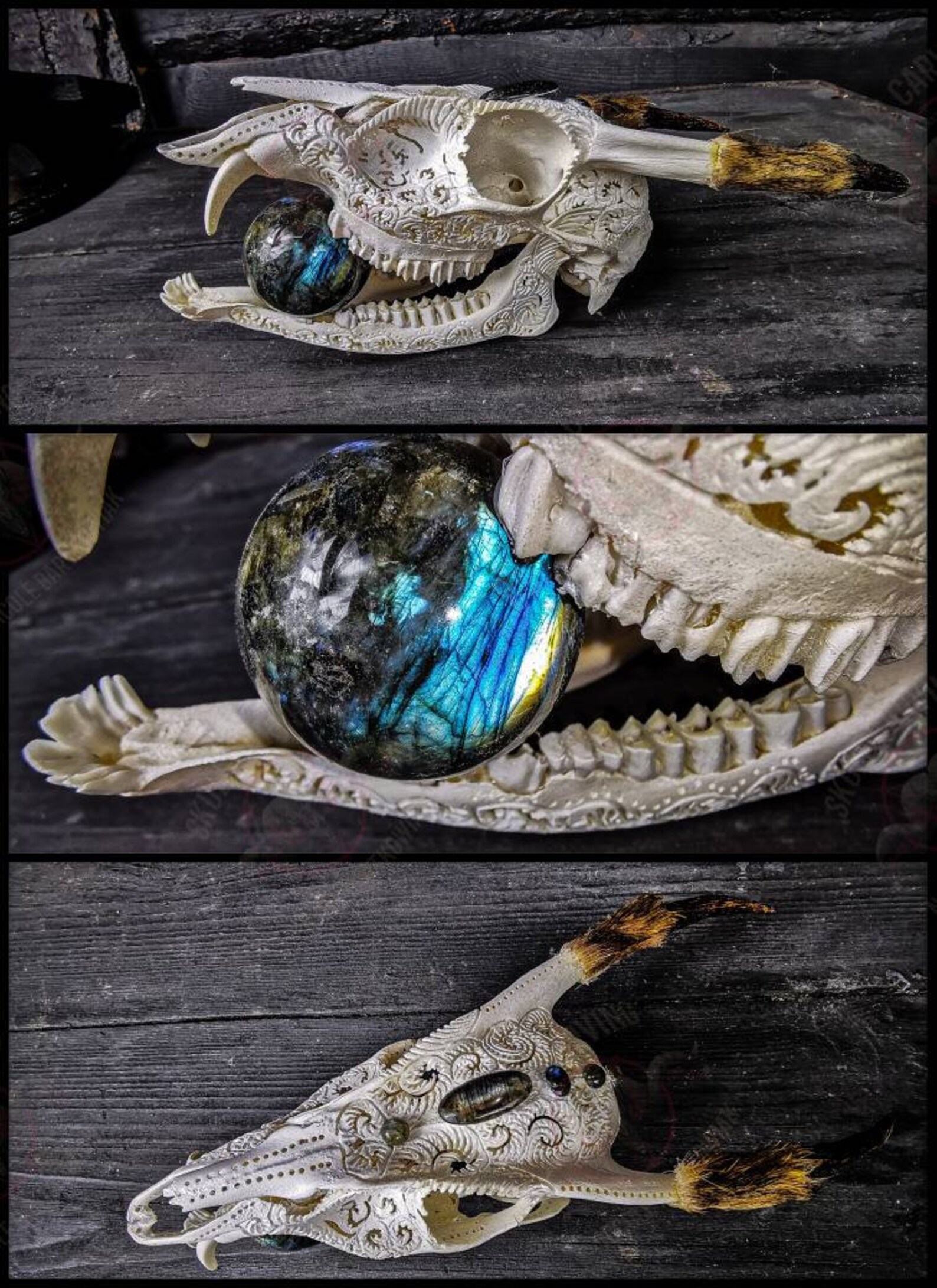 Real Muntjac Skull With Engraved Design Labradorite Sphere Stone ...