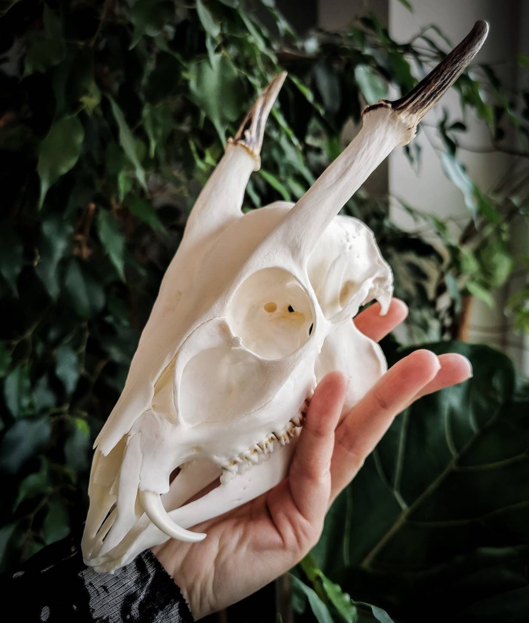 Real Muntjac Skull With Engraved Design Labradorite Sphere Stone ...