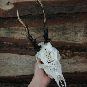 MADE TO ORDER Rare Roe Deer Skull With Engraved Design Abnormal Unusual ...