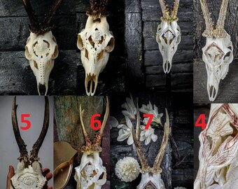 Made to Order Roe Deer Skull Engraved Art Huge Impressive Rose - Etsy