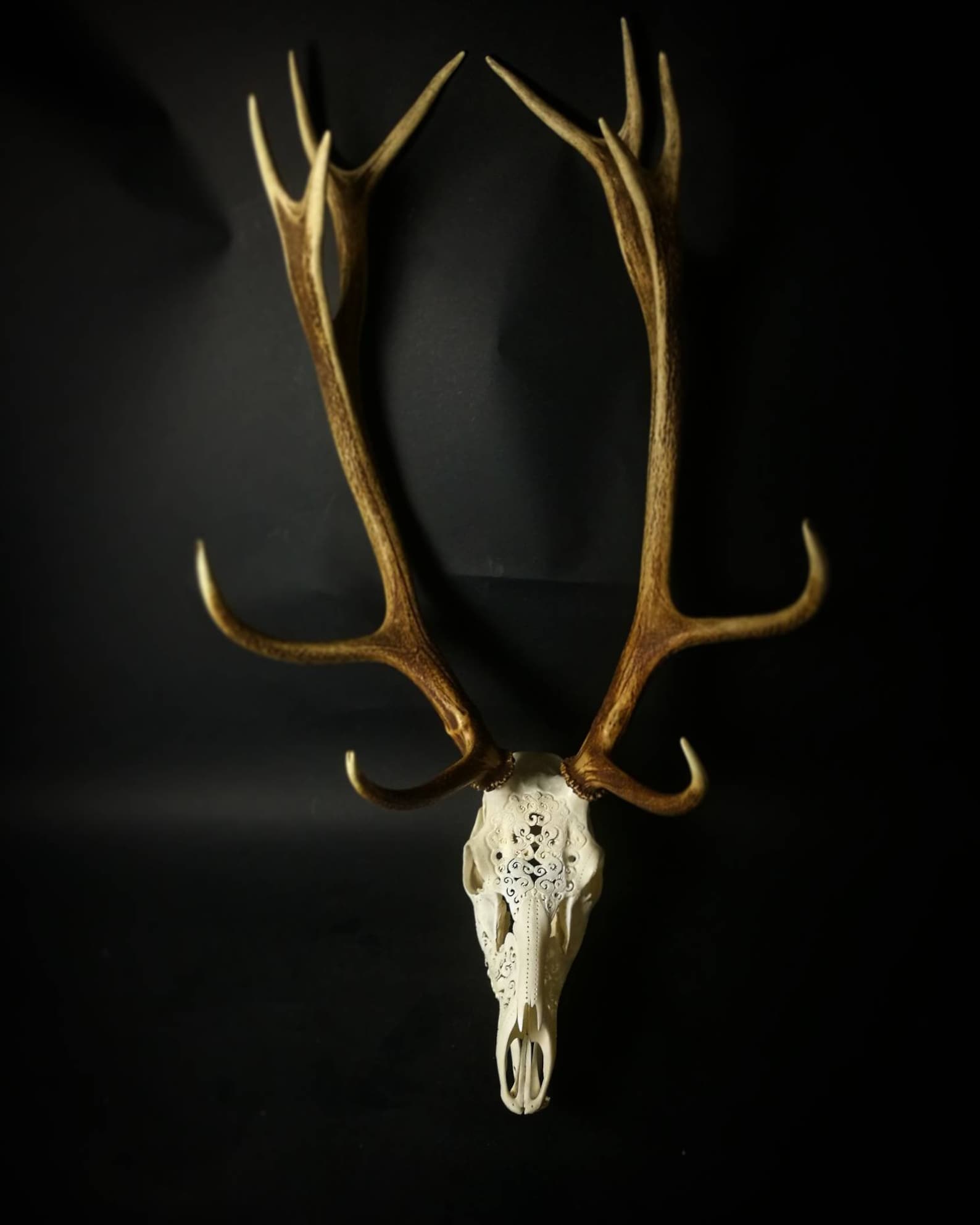 Engraved Deer Skull With Antlers: Handmade Carved Decoration - Etsy