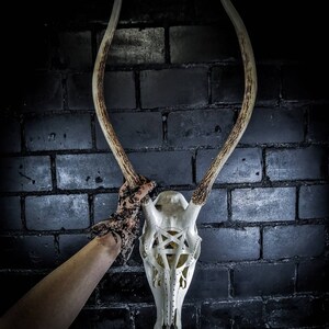 Huge Real European Deer Skull With Engraved Pentagram Wall Decoration ...