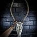 Huge Real European Deer Skull With Engraved Pentagram Wall Decoration ...