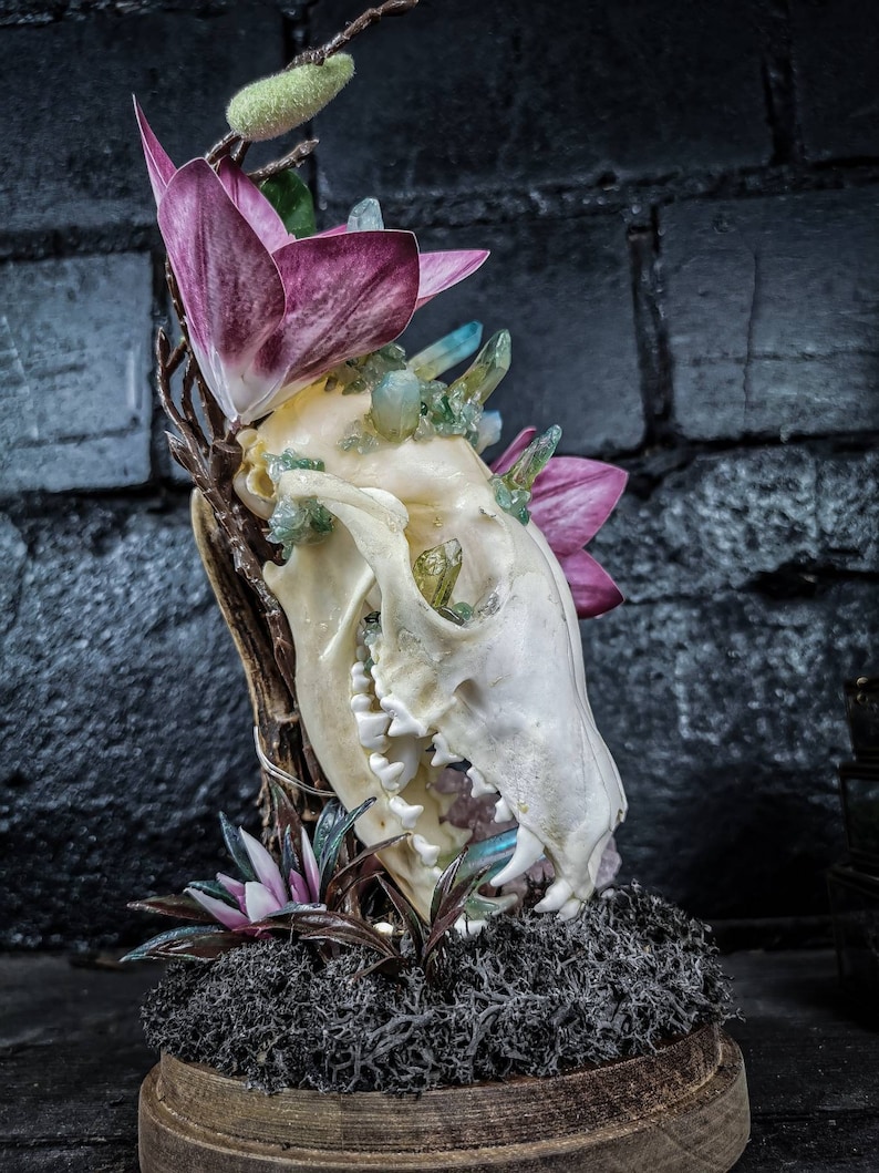 Made to Order Real Fox Skull With Green Quartz Ombre Crystals - Etsy