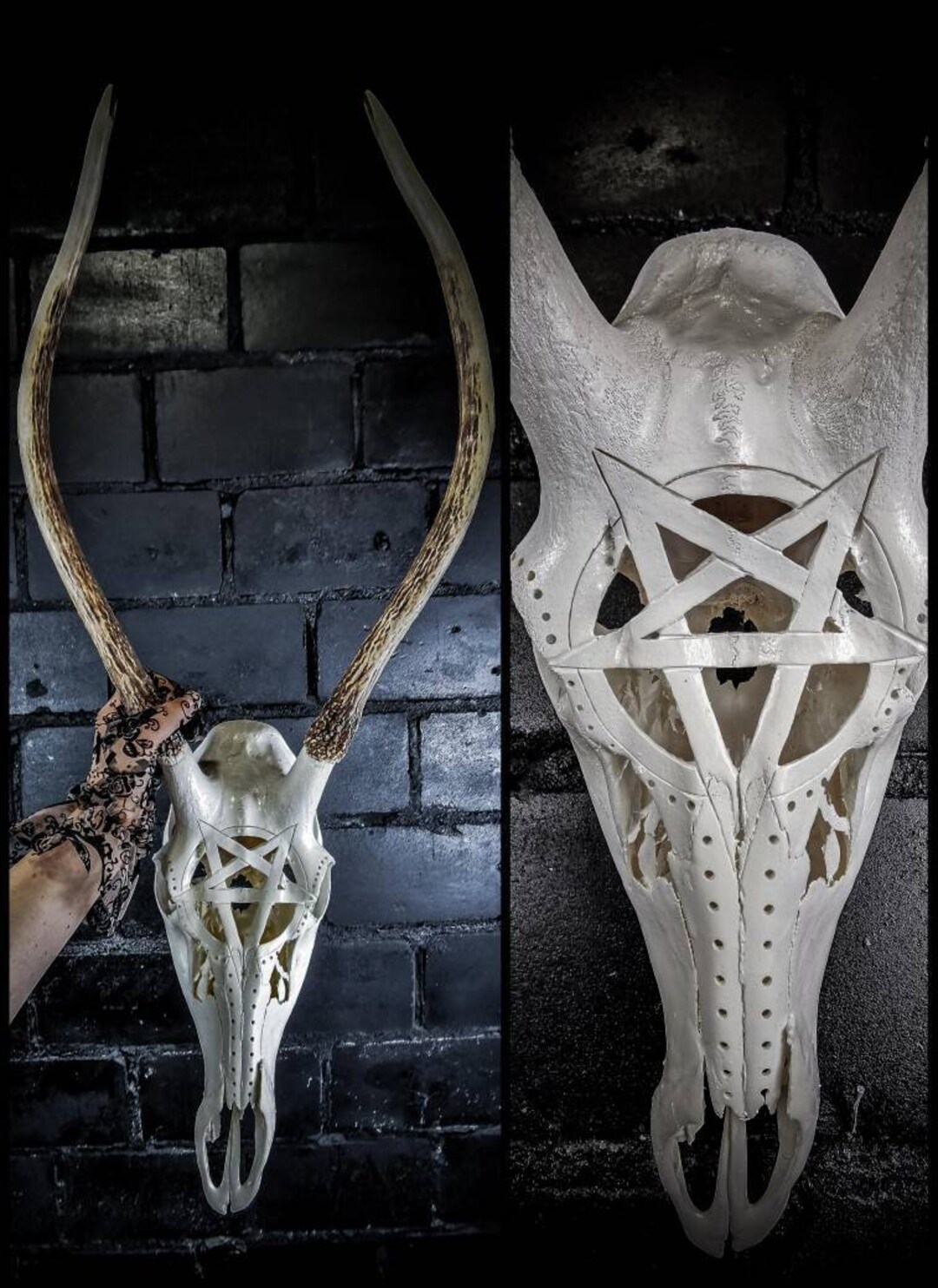 Huge Real European Deer Skull With Engraved Pentagram Wall Decoration ...