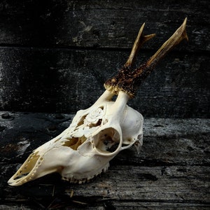 Made to Order Roe Deer Skull Engraved Art Huge Impressive Rose ...