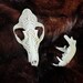 MADE TO ORDER Real Fox Skull With Hand Engraved Design Spiders - Etsy