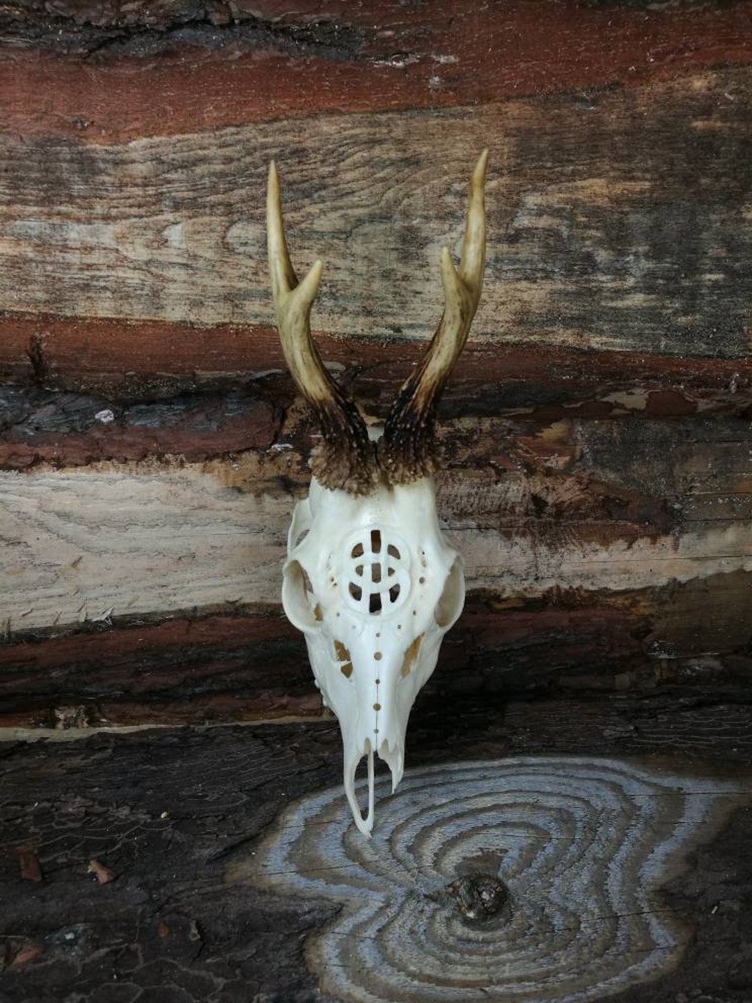 Engraved Roe Deer Skull: Celtic Knot Design, Hand Carved Viking Decor ...