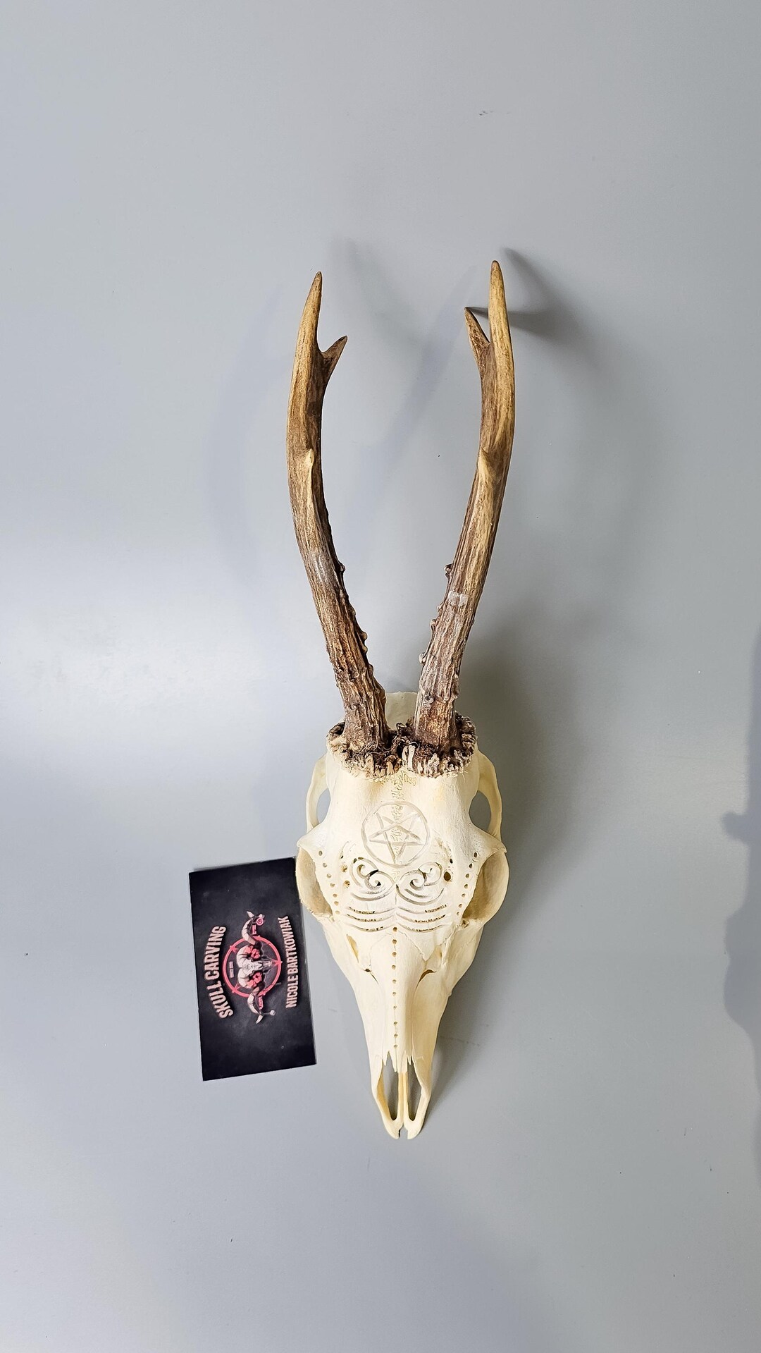 Real Roe Deer Skull Art With Engraved Design Pentagram Pentacle Witch ...