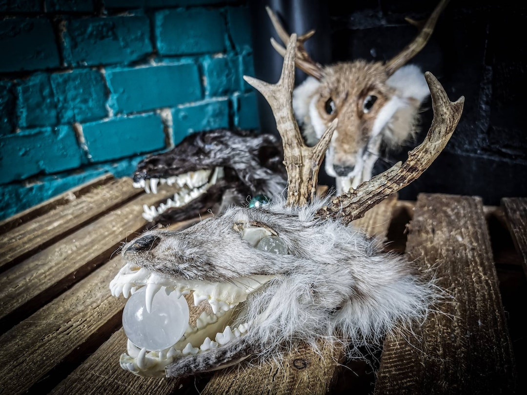 On Stock Creepy Horned Real White Fox Skull With Quartz Eyes Fur Ears ...
