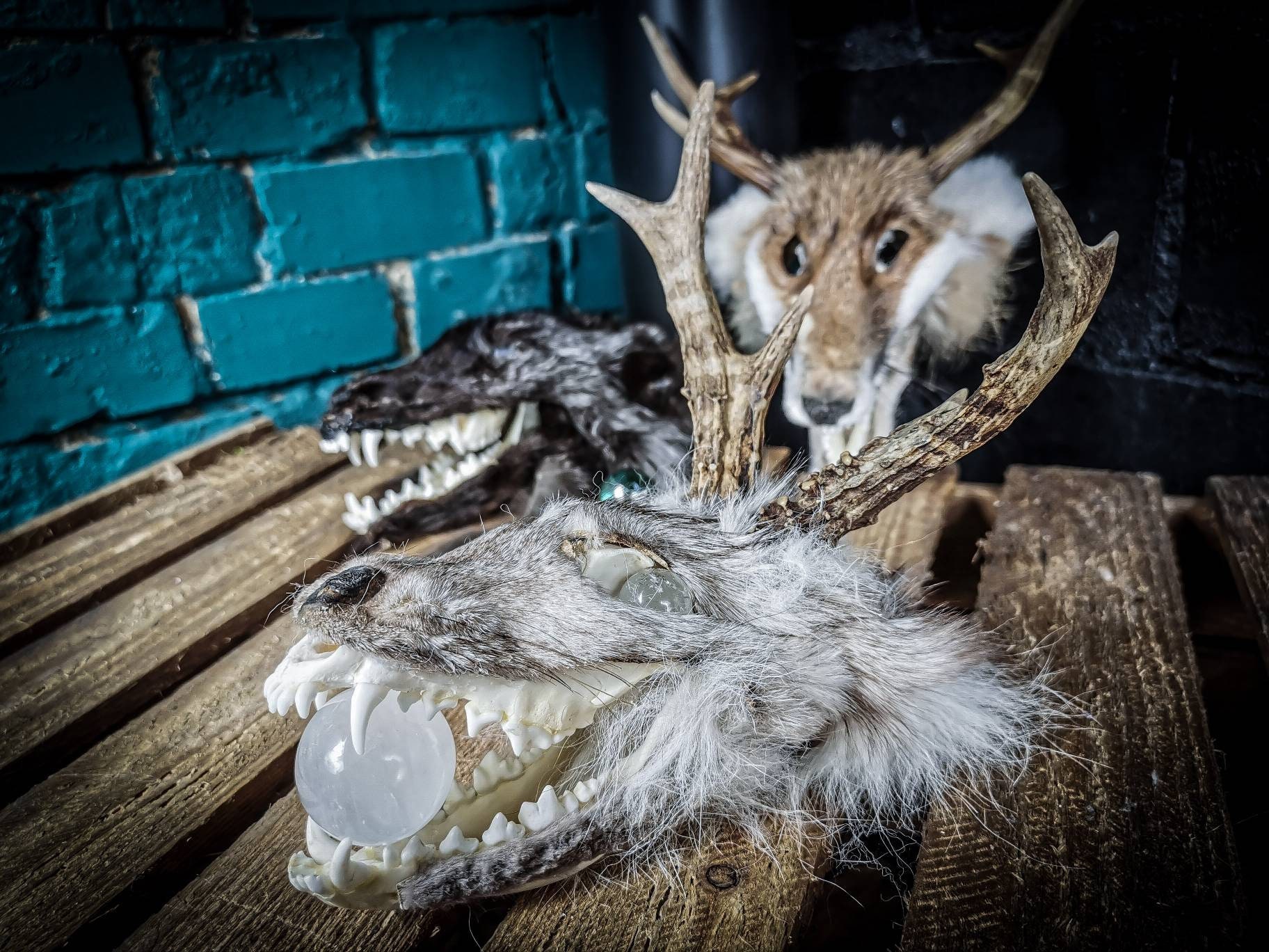 Fox Skeleton Head