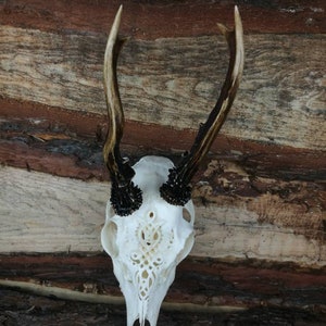 MADE TO ORDER Rare Roe Deer Skull With Engraved Design Abnormal Unusual ...