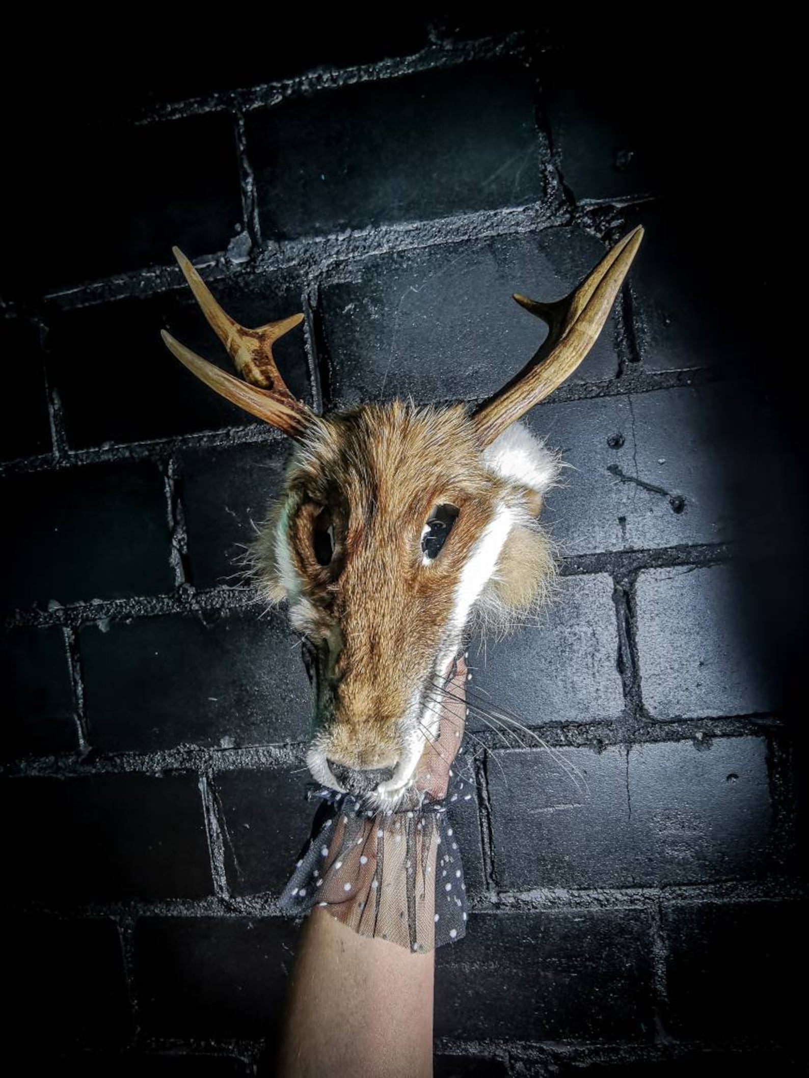 Creepy Red Fox Skull Taxidermy With Roe Deer Antlers & Quartz Ball - Etsy