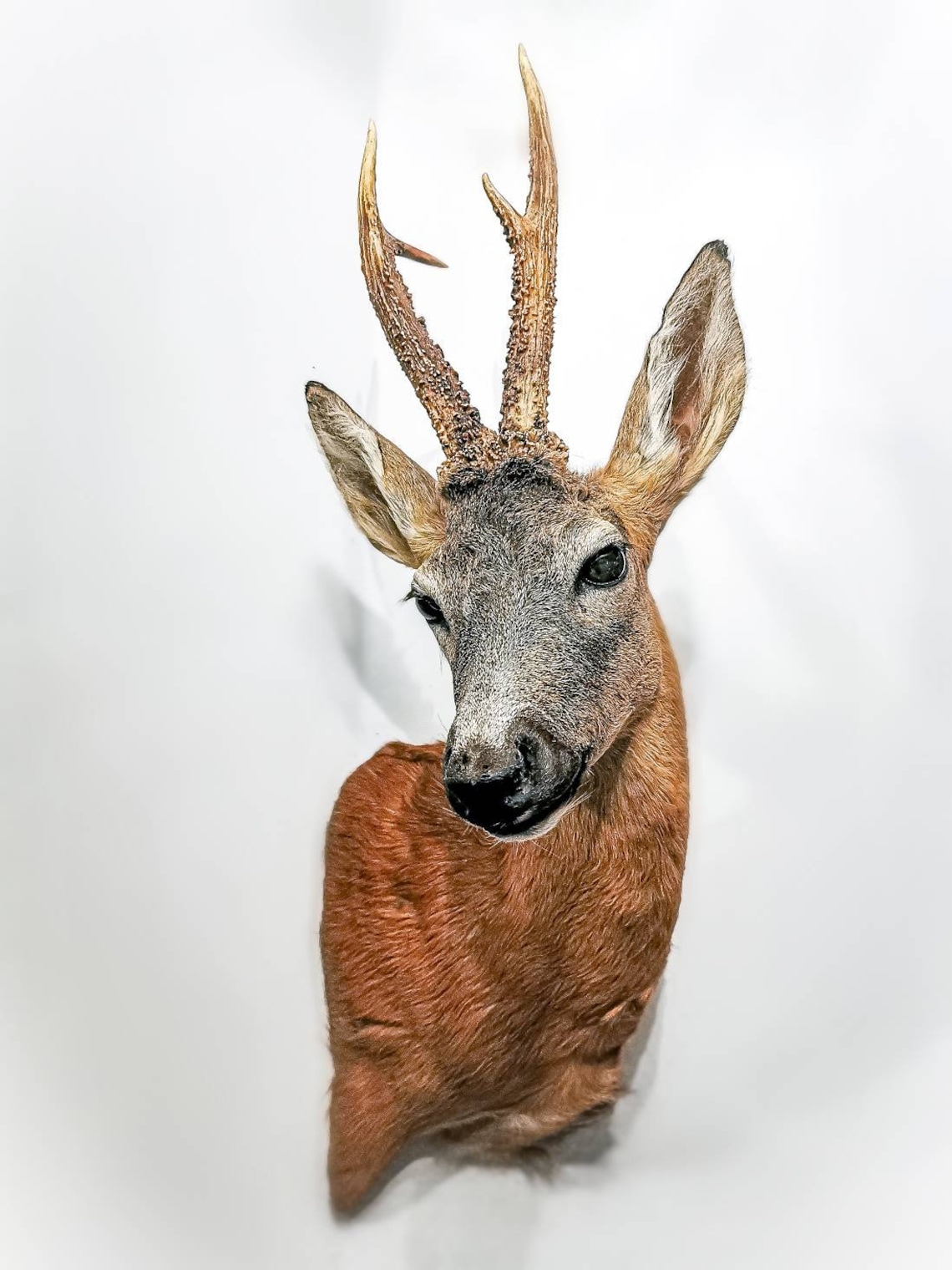 Made to Order Real Roe Deer Wall Mount Taxidermy Doe - Etsy