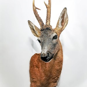 Made to Order- Real Roe Deer Wall Mount Taxidermy Doe - Etsy
