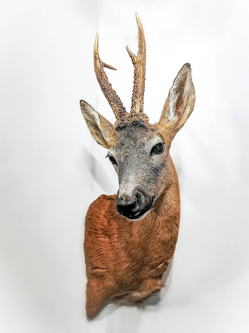 Made to Order Real Roe Deer Wall Mount Taxidermy Doe - Etsy