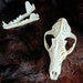 MADE TO ORDER Real Fox Skull With Hand Engraved Design Spiders - Etsy