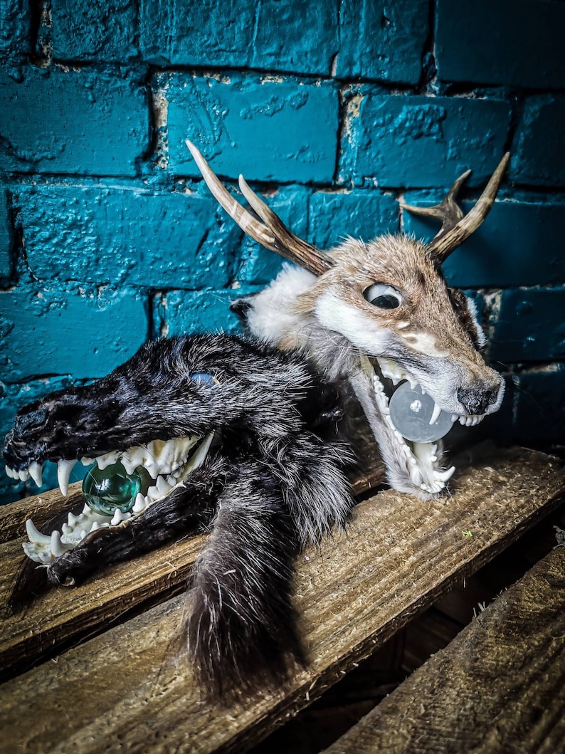 Creepy Red Fox Skull Taxidermy With Roe Deer Antlers & Quartz Ball - Etsy