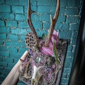 Made to Order Real Roe Deer Skull With Labradorite Amethyst Crystals ...