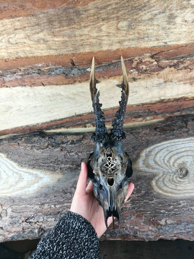 MADE TO ORDER real Roe deer skull with engraved design painted | Etsy