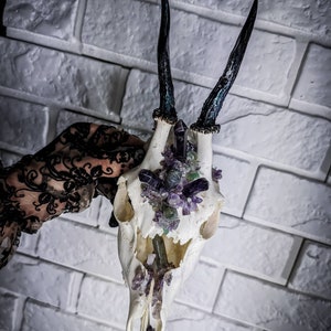 Made to Order Real Roe Deer Skull With Amethyst Crystals Stones Gift ...