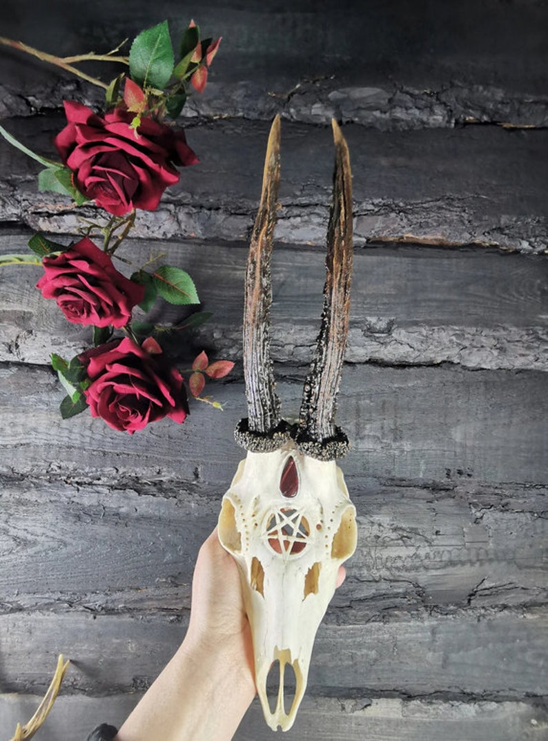 Real Engraved Roe Deer Skull With Pentagram Pentacle Multiple - Etsy
