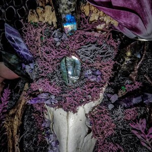 Made to Order Real Roe Deer Skull With Labradorite Amethyst Crystals ...