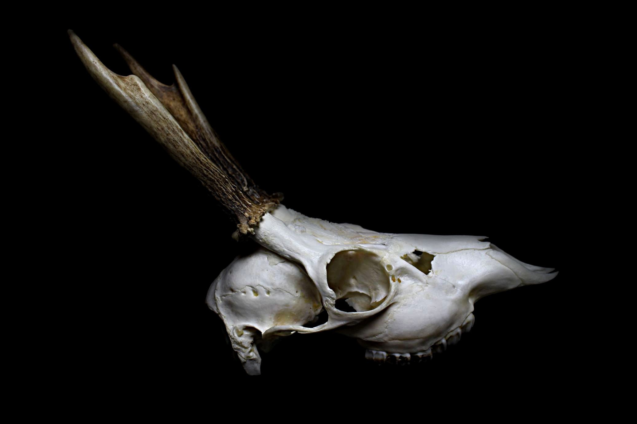 MADE TO ORDER Carved roe deer skull for girlfriend or | Etsy