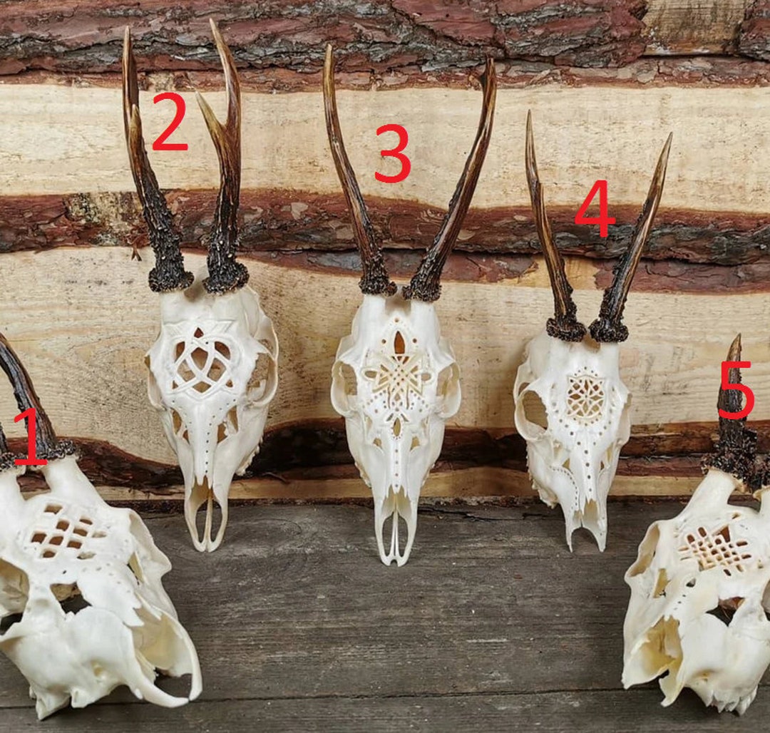 Engraved Roe Deer Skull With Antlers: Celtic Knot Design - Made to ...