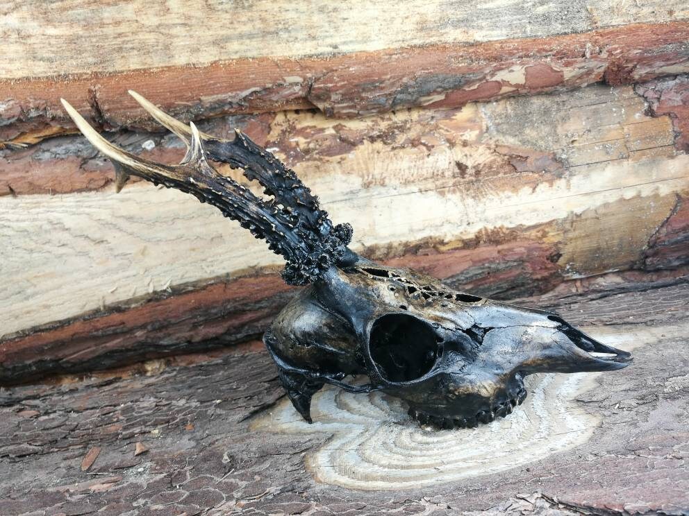 MADE TO ORDER real Roe deer skull with engraved design painted | Etsy