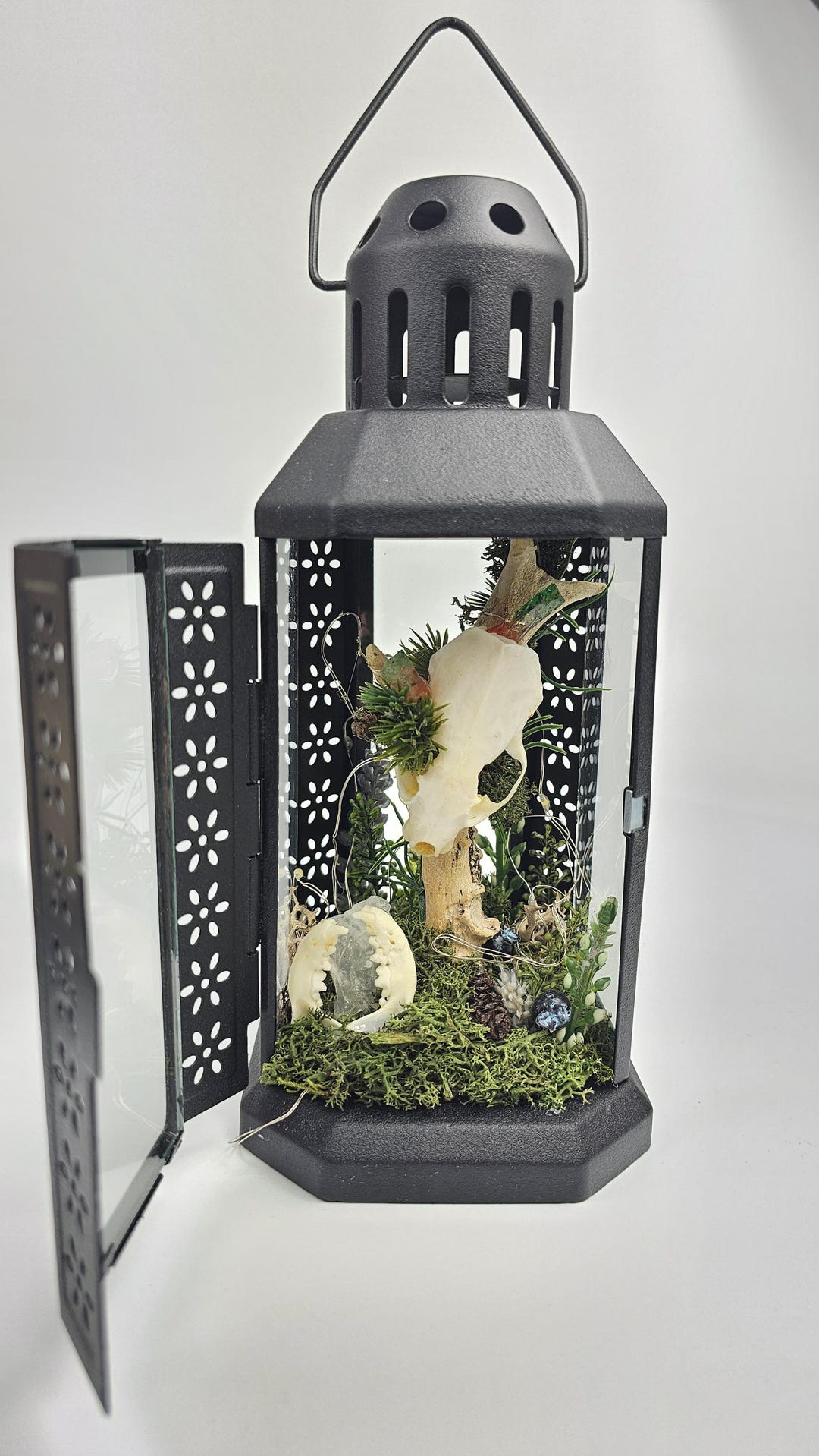 Mink Skull Lantern: Moss, Ferns, Roe Deer Antler in Glass Dome - Etsy