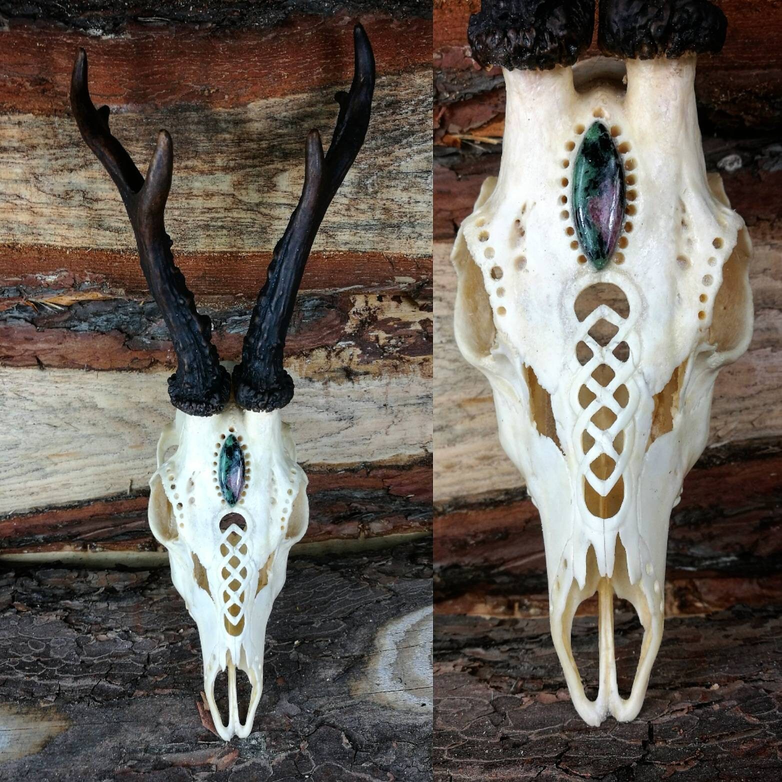 Made to Order Real Roe Deer Skull With Engraved Impressive | Etsy