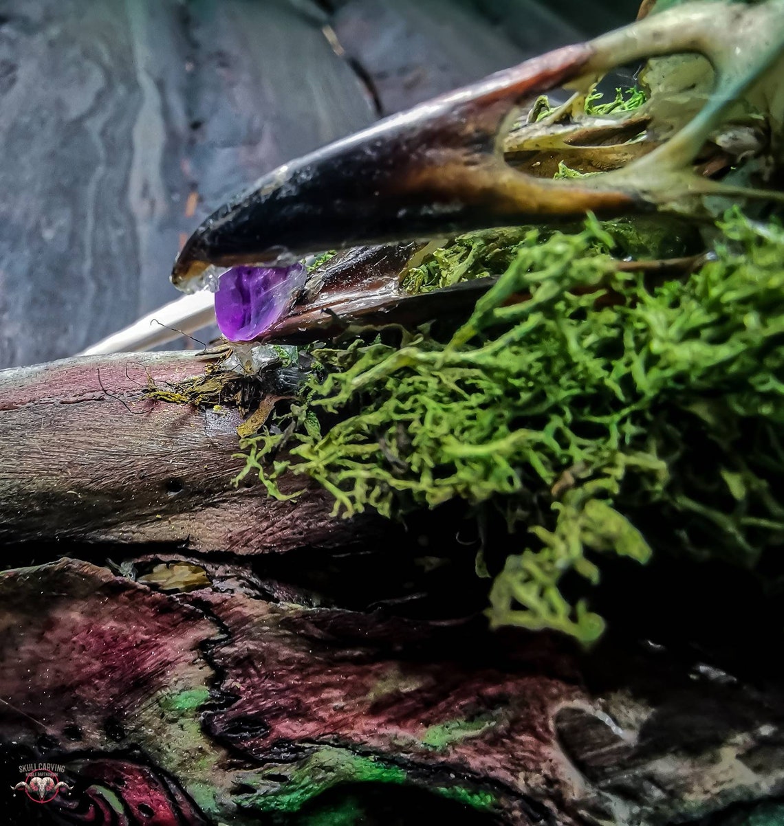 Made to Order Real Goat Bird Skull Antlers Decoration With | Etsy