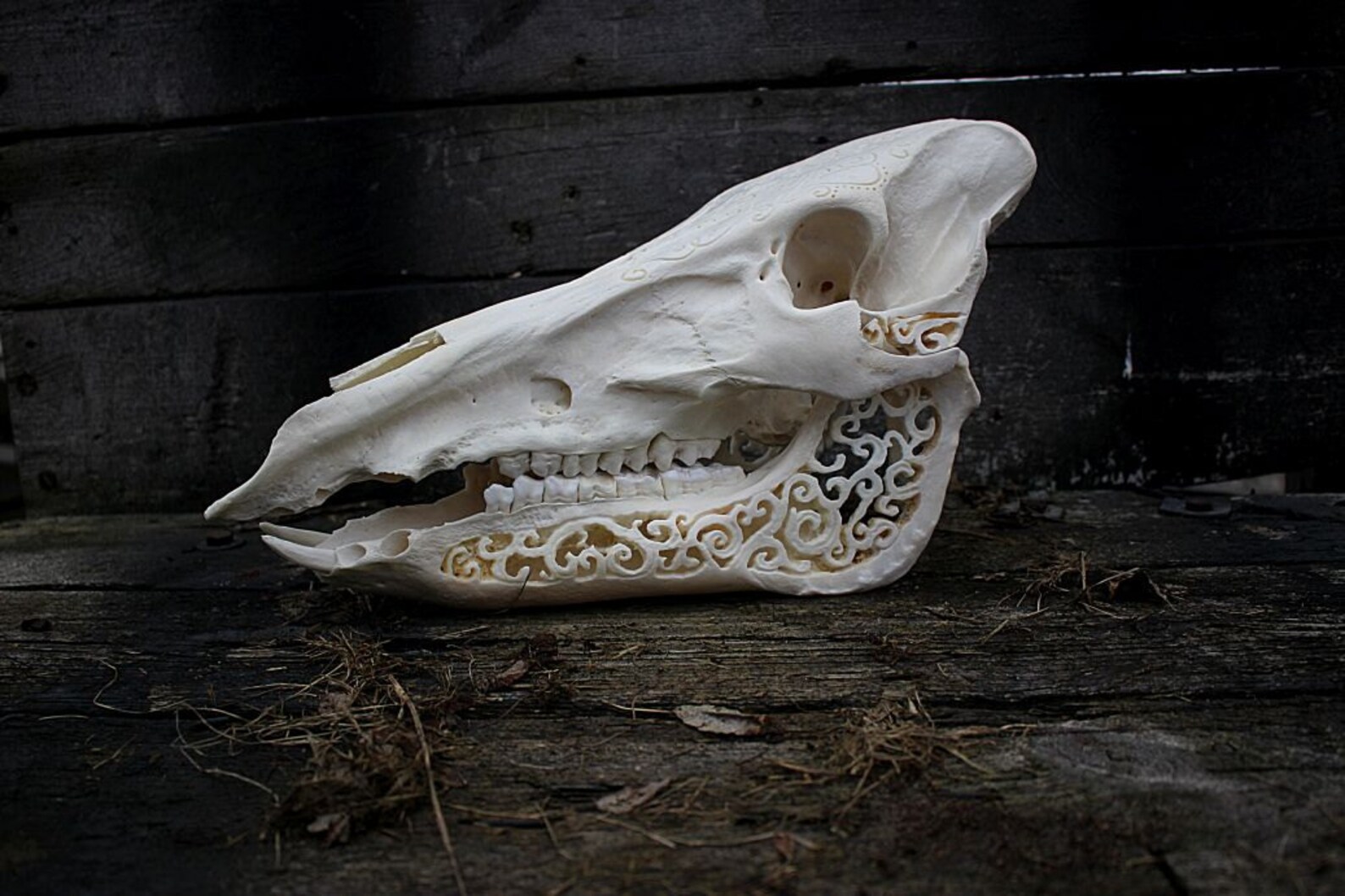 MADE TO ORDER Carved Wild Boar Skull With Carved Jaw Flourish - Etsy
