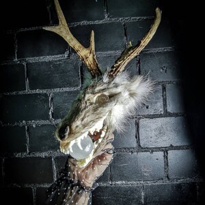 On Stock Creepy Horned Real White Fox Skull With Quartz Eyes Fur Ears ...