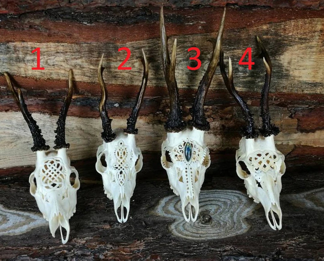 Engraved Roe Deer Skull With Antlers: Celtic Knot & Labradorite ...