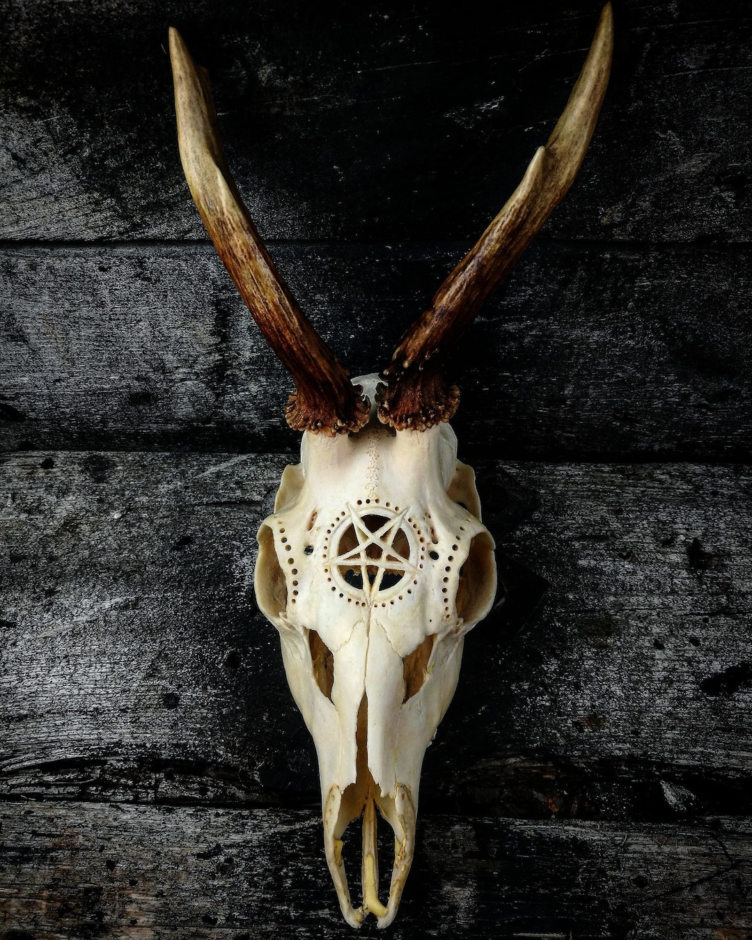 Made to Order Roe Deer Skull Engraved Huge Impressive Pentagram 666 ...