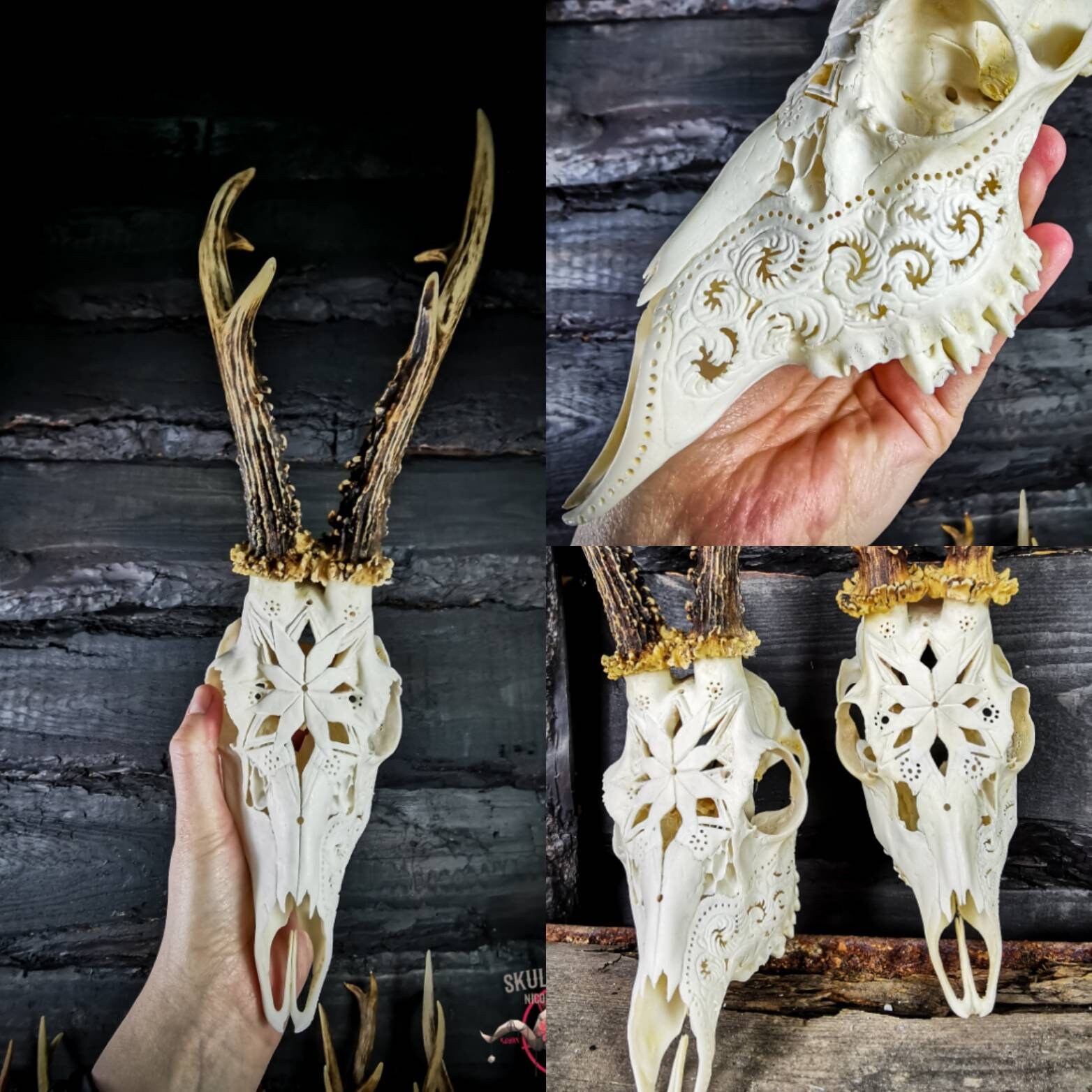 MADE TO ORDER Rare Roe Deer Skull Engraved Art Huge Impressive | Etsy